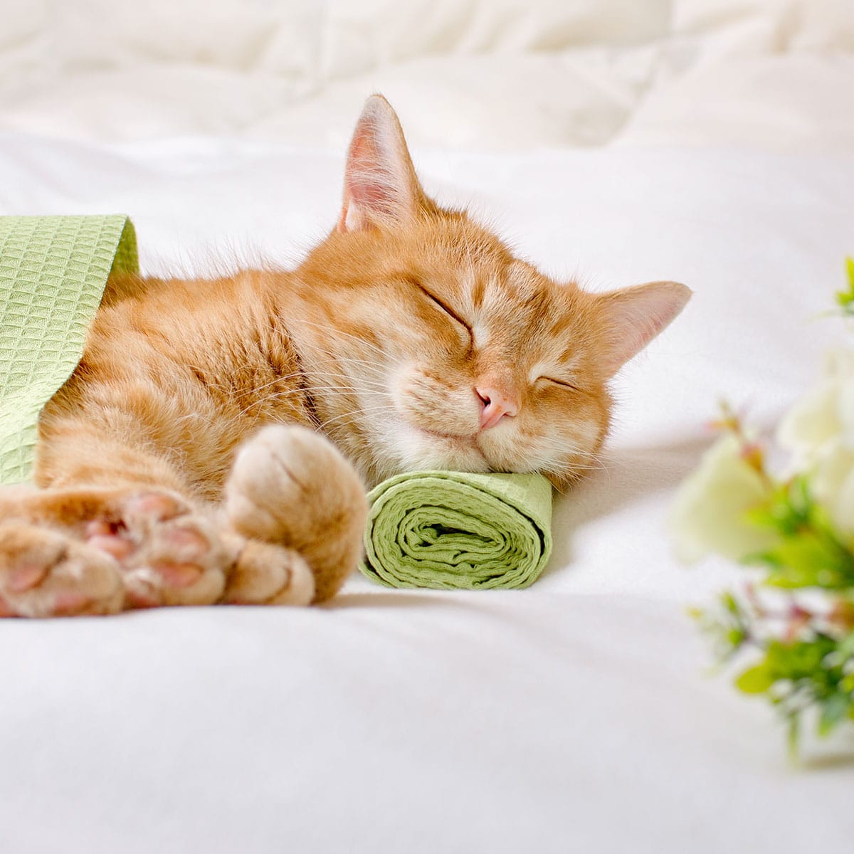 National Therapy Animal Day 2024