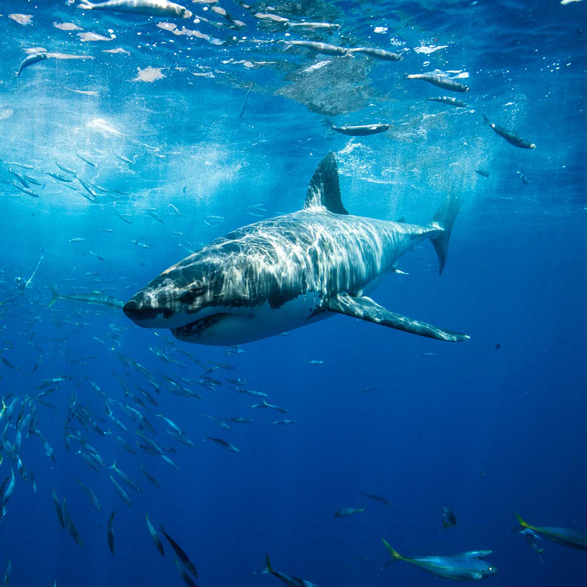 Fintastic Friday 2024