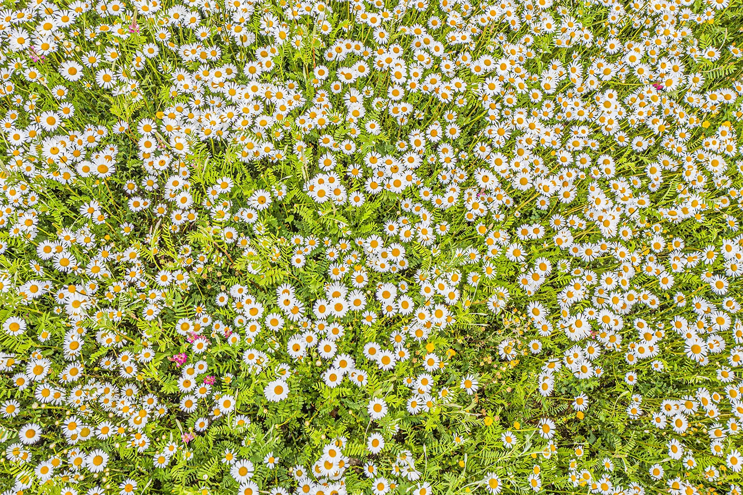 Planted Solar