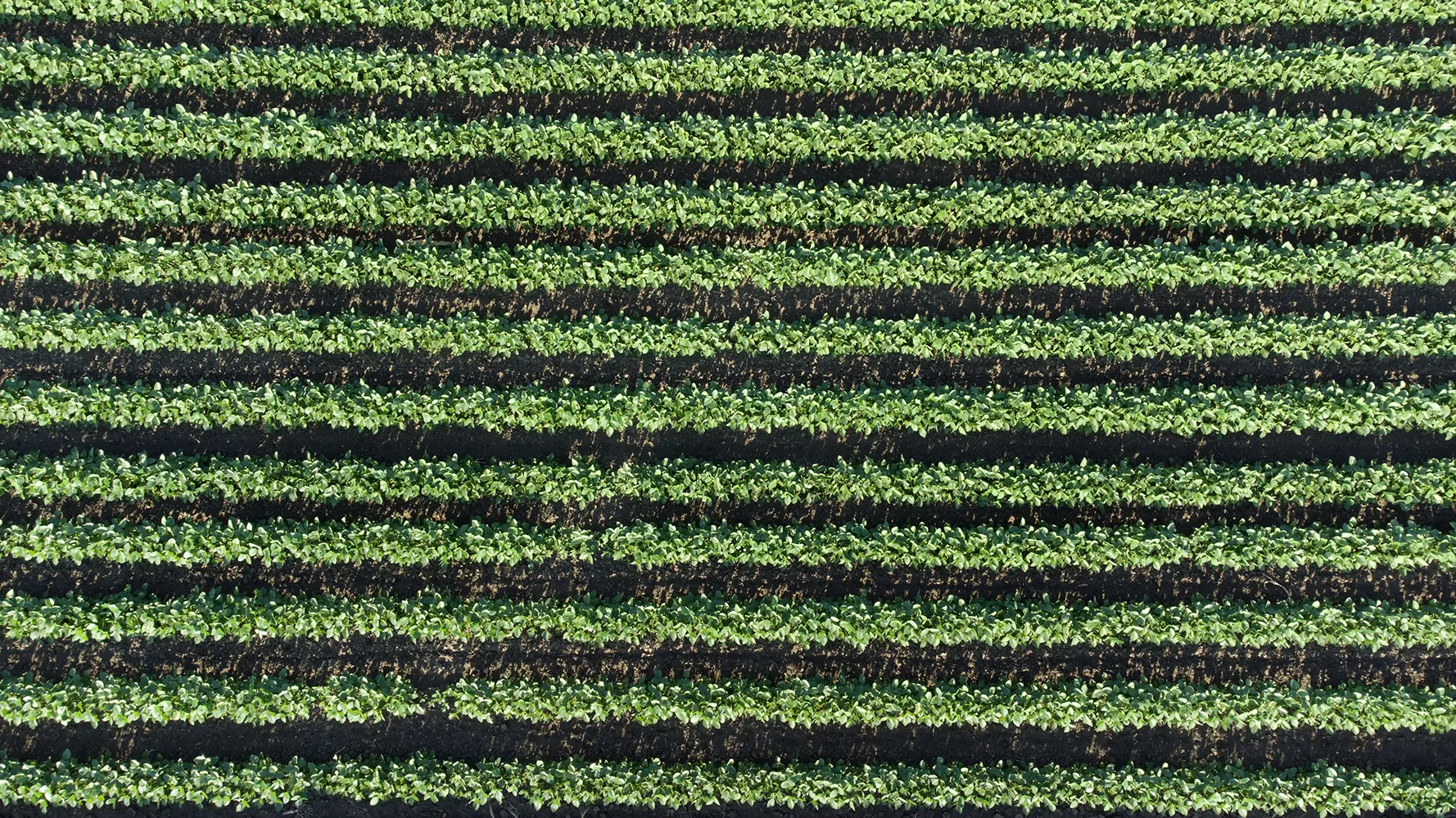 Planted Solar