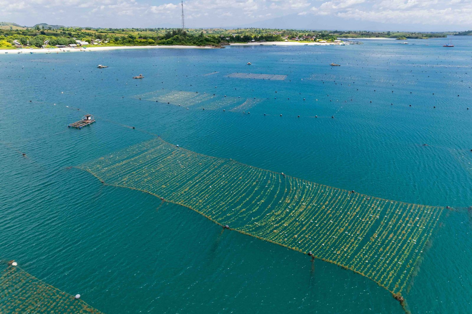 Samudra - Robotics & AI to mega scale blue carbon ecosystem