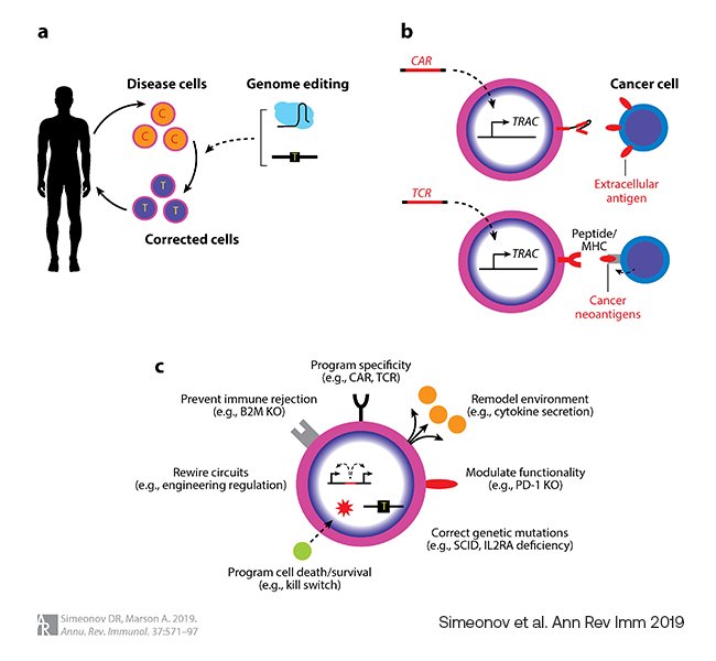 Engineering Immune Cells For Therapeutic Benefit