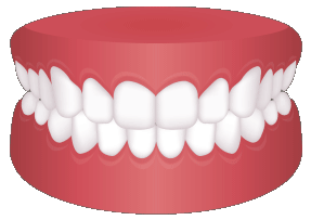 Dunedin Orthodontics | Specialist Orthodonist | Otago NZ