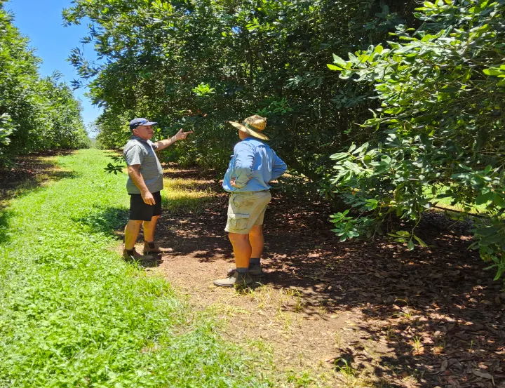 The Best Macadamias Australia Offers | Australian Premium Macadamias