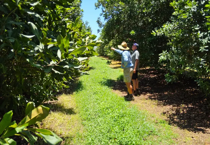 Australian Macadamias | The Australian Premium Macadamias Story