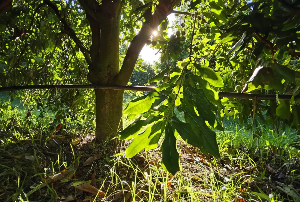 Sustainable Macadamia Farm | Australian Premium Macadamias