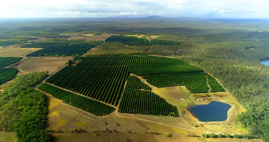 Australian Macadamias | The Australian Premium Macadamias Story