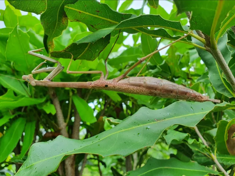 Macadamia Tree Yield Article by Australian Premium Macadamias
