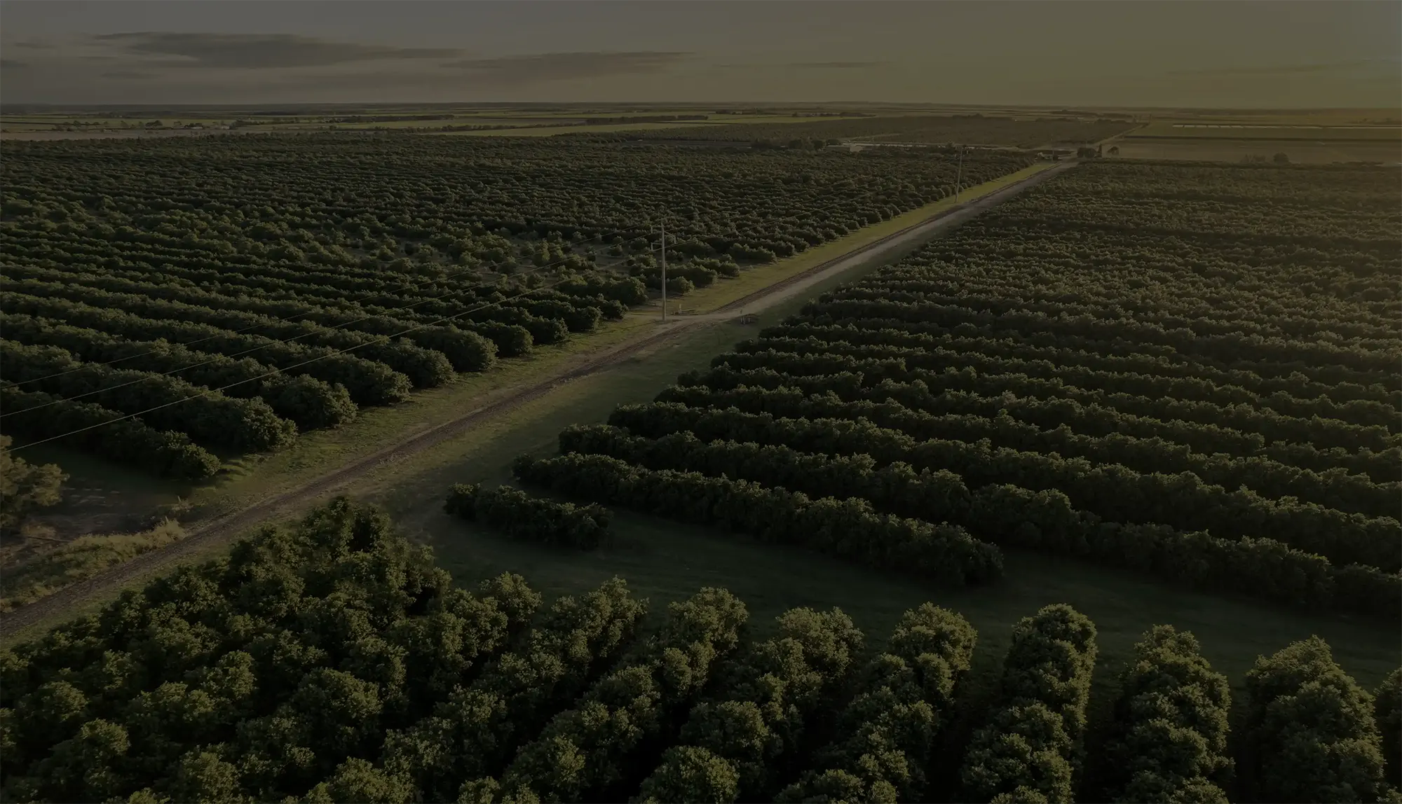 Macadamia Growers Newsletter from Australian Premium Macadamias