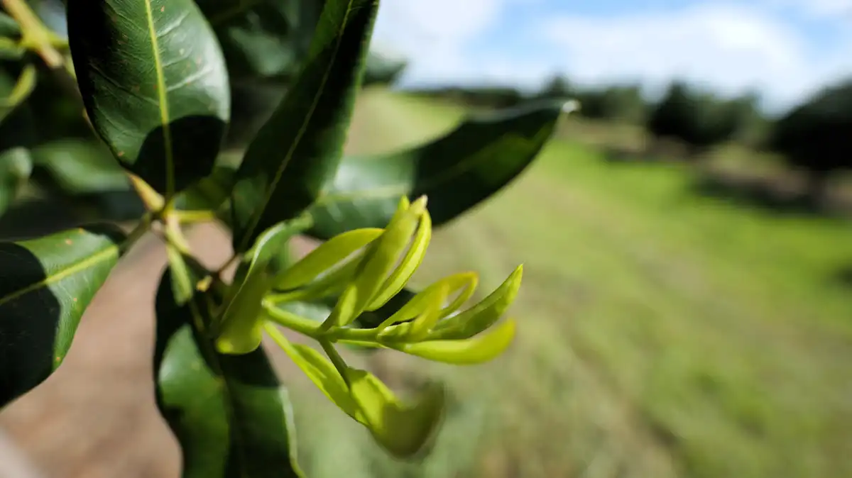 Australian Premium Macadamias | Macadamia Farming Team