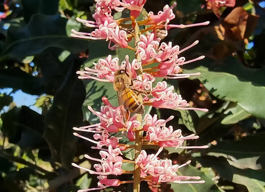 Sustainable Macadamia Farm | Australian Premium Macadamias