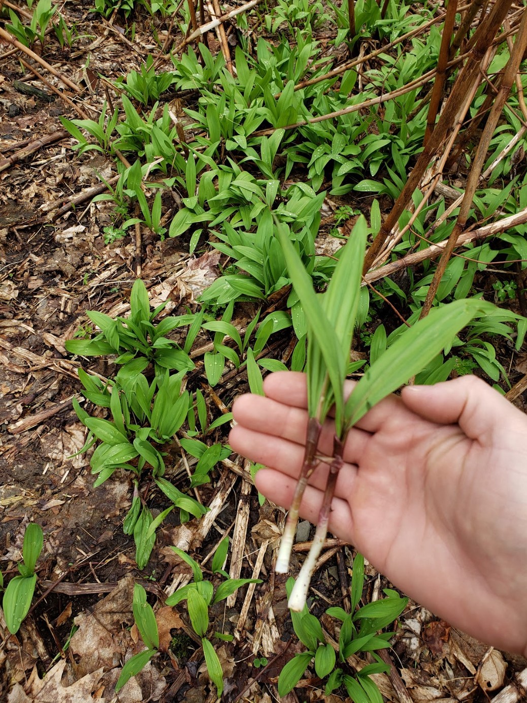 Taking from nature: on ramps and sustainable foraging