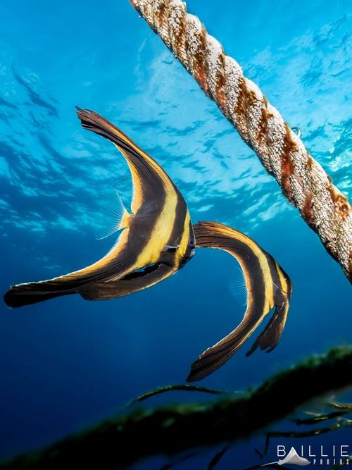 Dive into Adventure with Roctopus Dive | Your Ultimate Koh Tao Scuba ...