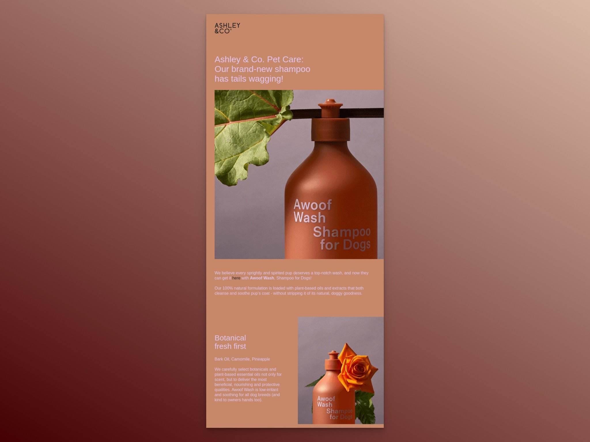 Top 20 New Arrival Email Examples to Jumpstart Your Campaign