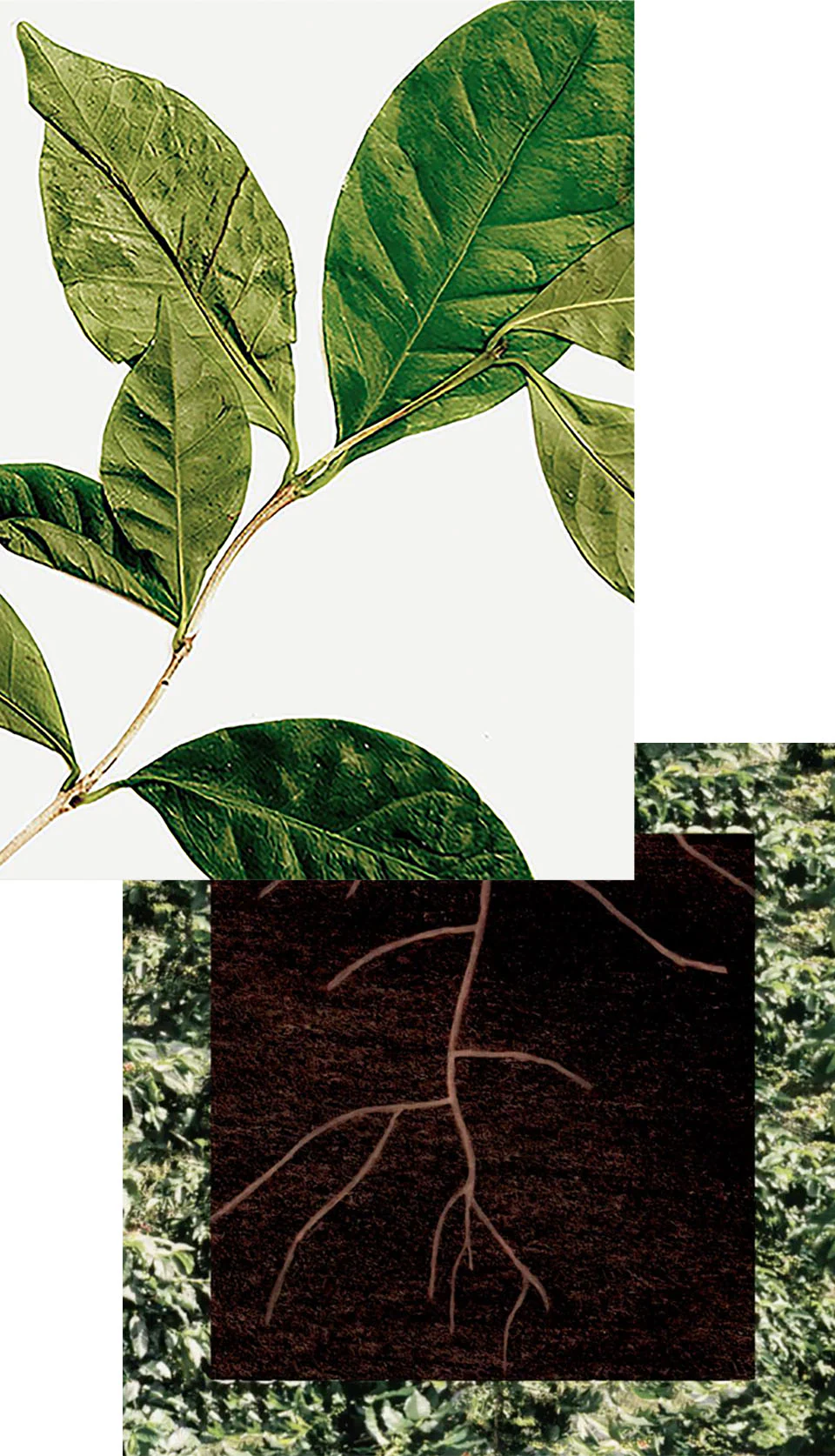 Coffee Starts Here | Starbucks Reserve®