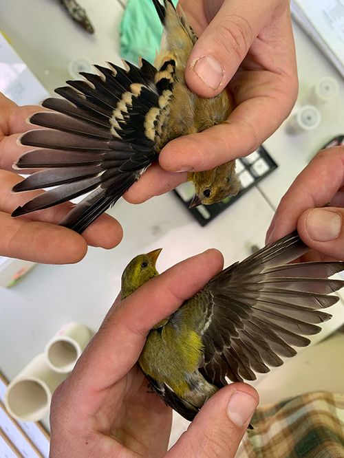 Songbird Migration Monitoring