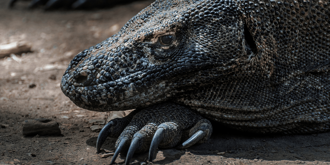 Discover Crocodile Monitors: Visit Our Petting Zoo Today!