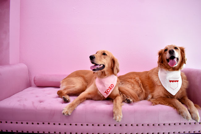 Exclusive Dog Daycare in Clearwater | Posh by Lucky Puppies