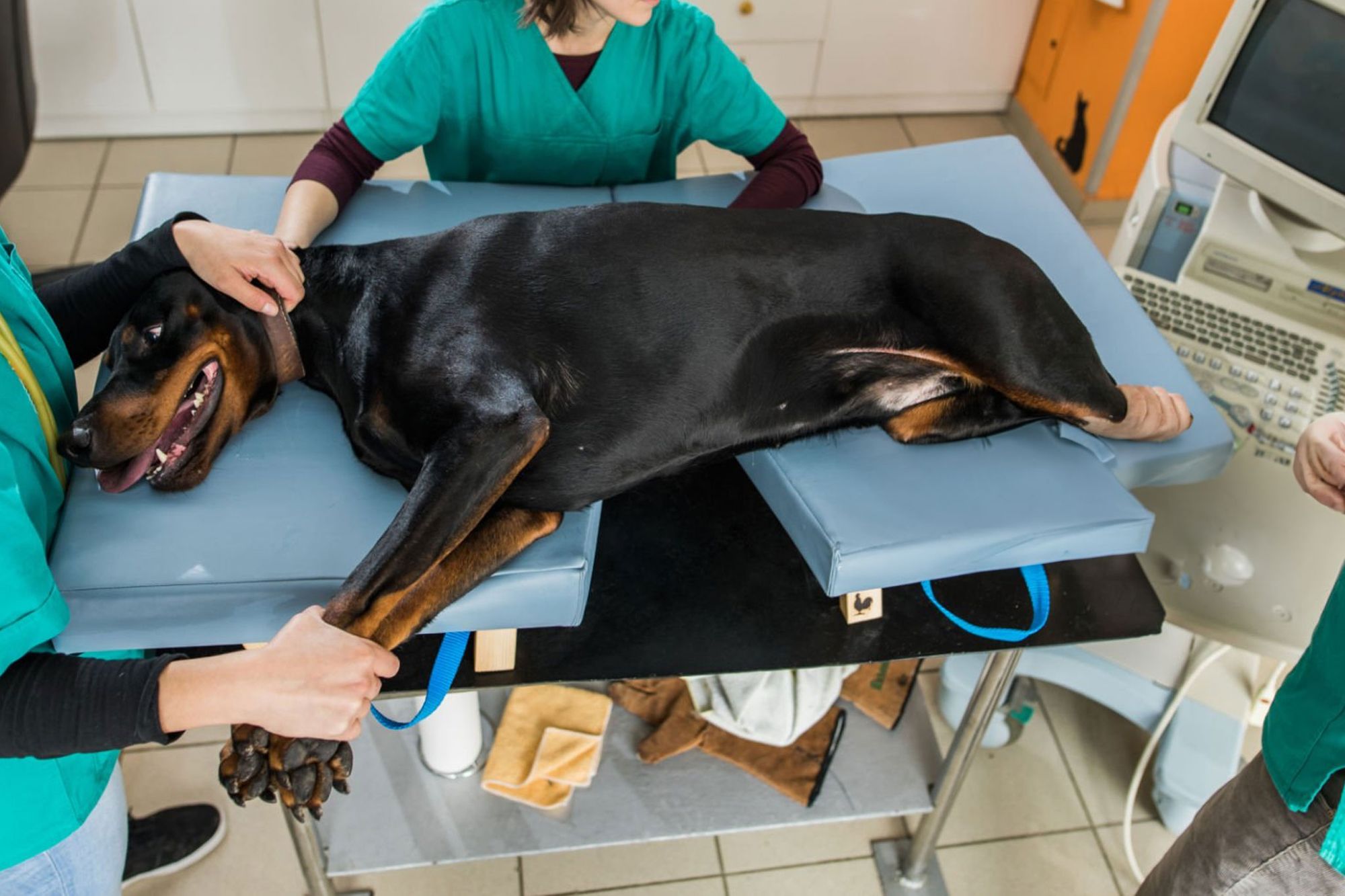 Expert Echocardiogram Services for Pet Heart Health | Countryside ...