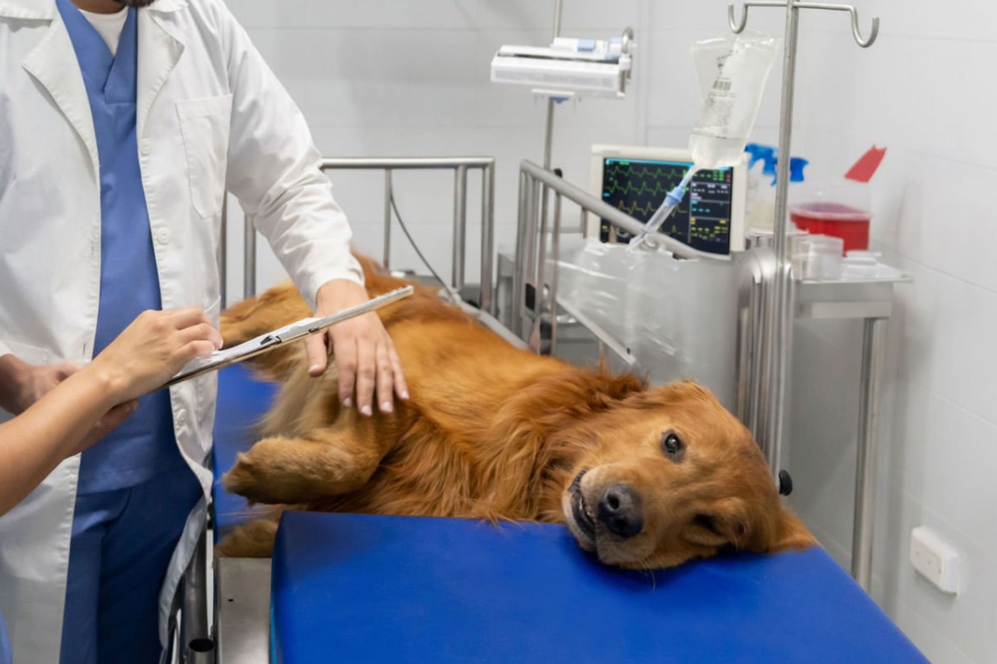 Expert Echocardiogram Services for Pet Heart Health | Countryside ...