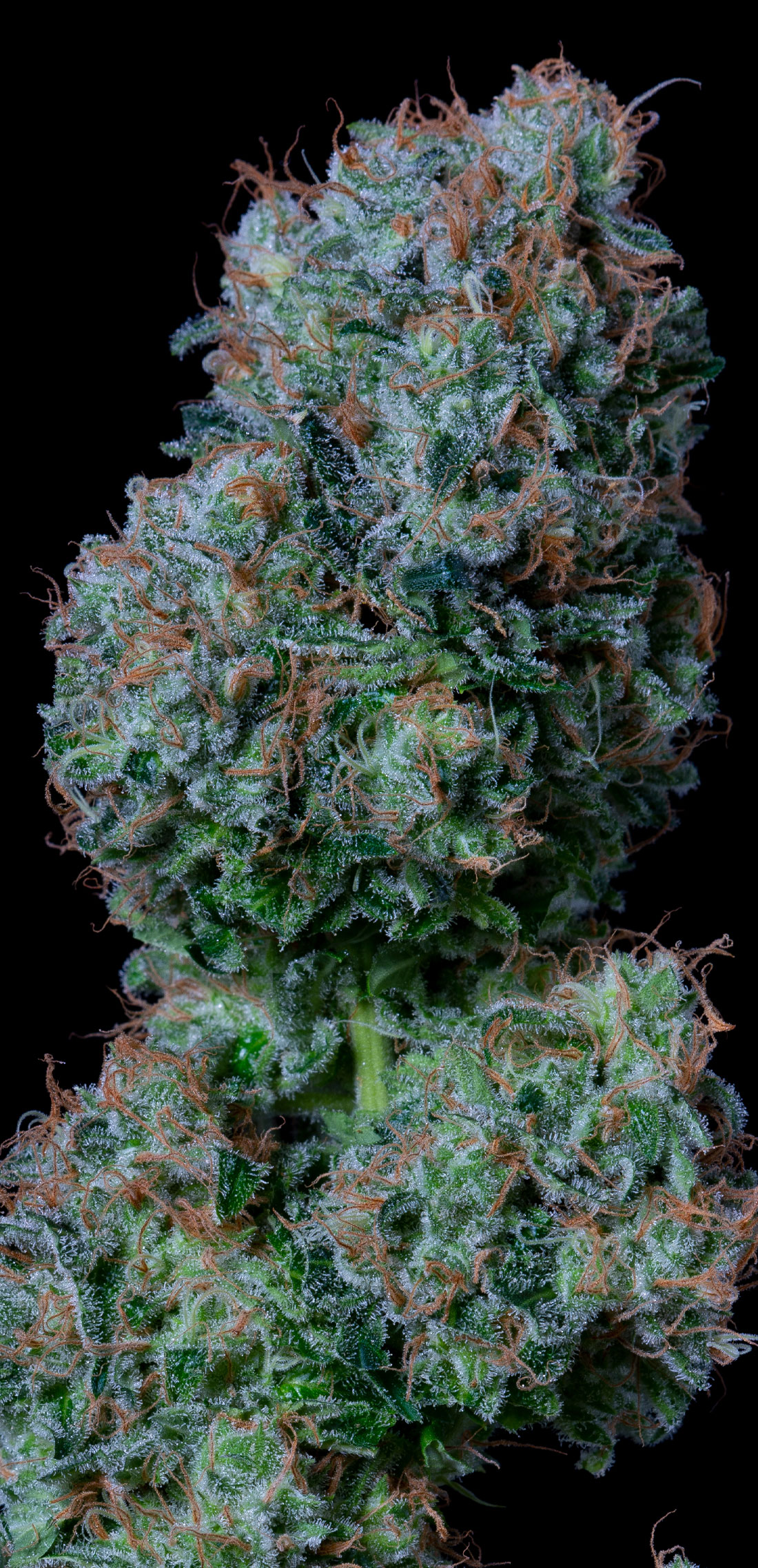 AltSol® Craft Cultivator