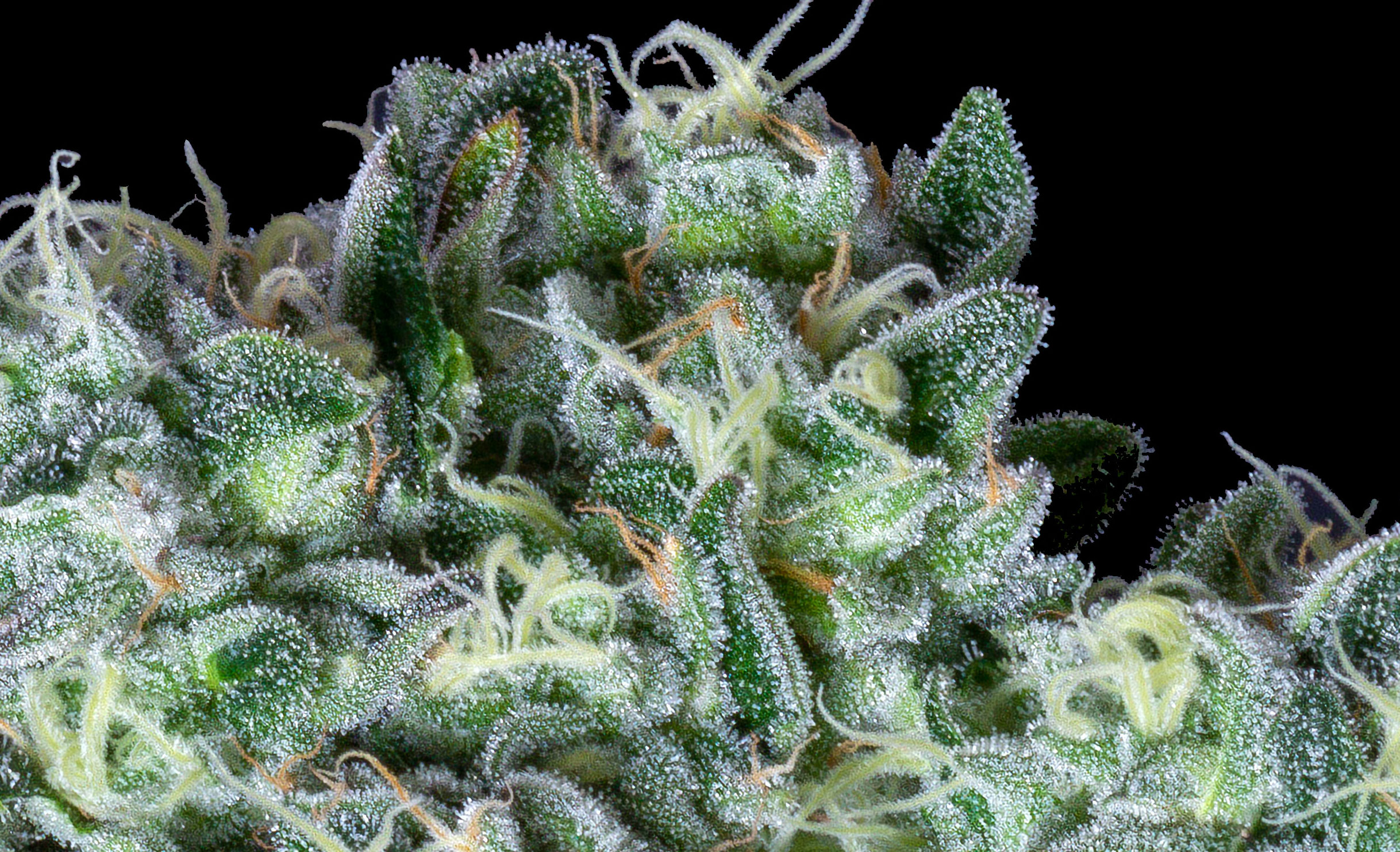AltSol® Craft Cultivator