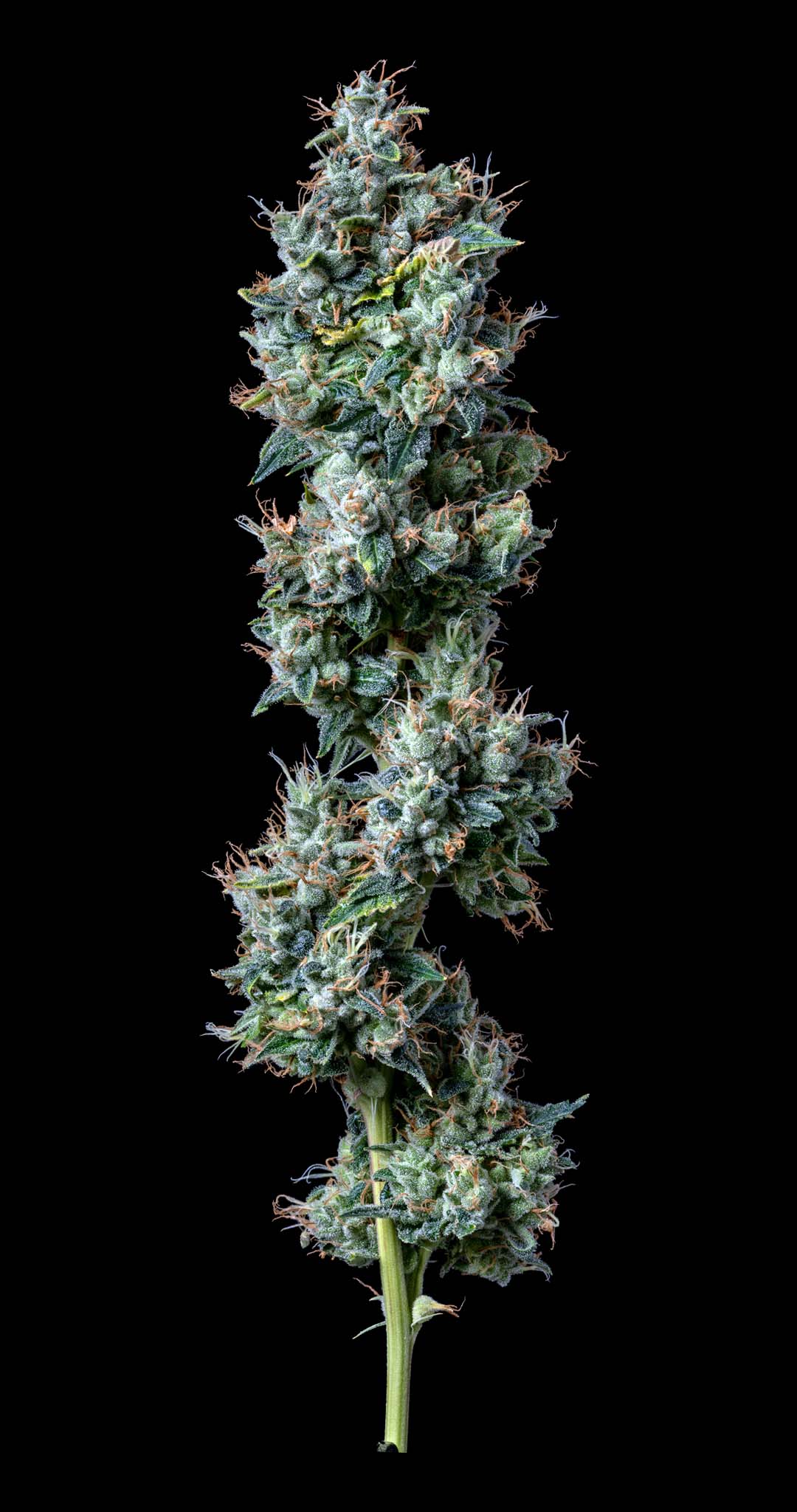 AltSol® Craft Cultivator