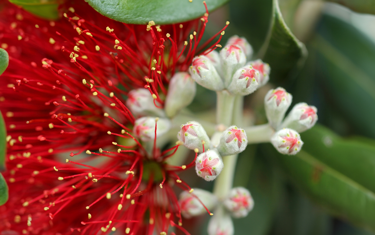 Choice and Partnership Approach (CAPA)