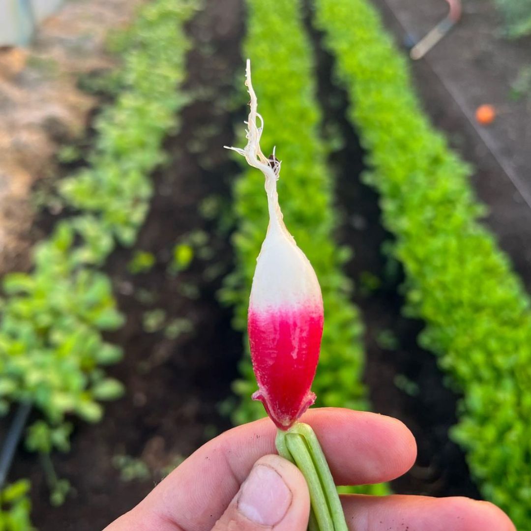 Deep Roots Farm | Penngrove, CA