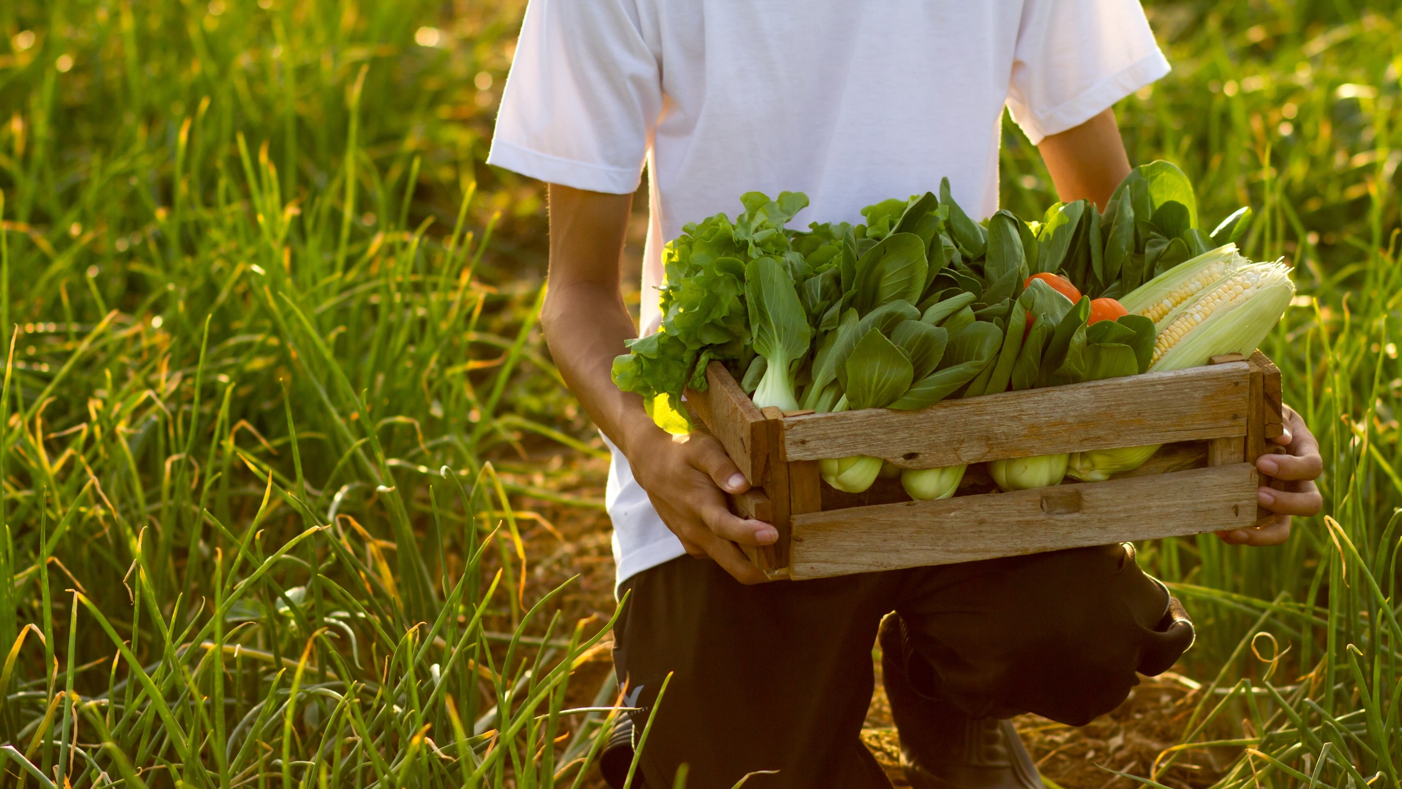 Sustainable Food | re•generation