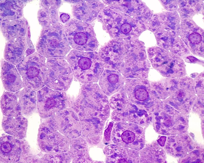 Concept Life Sciences | Hepatocyte Assays