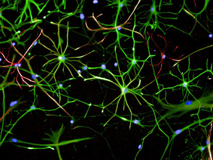 Concept Life Sciences | Primary Cells