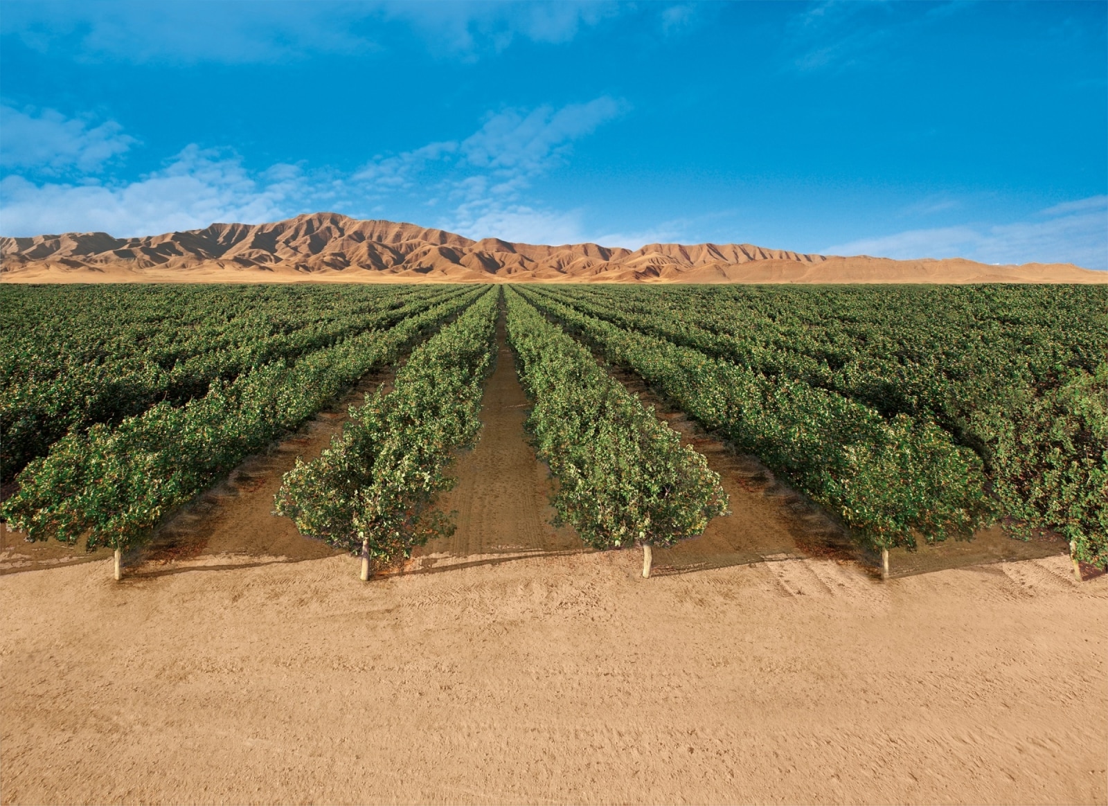 About | Wonderful Pistachios Growers