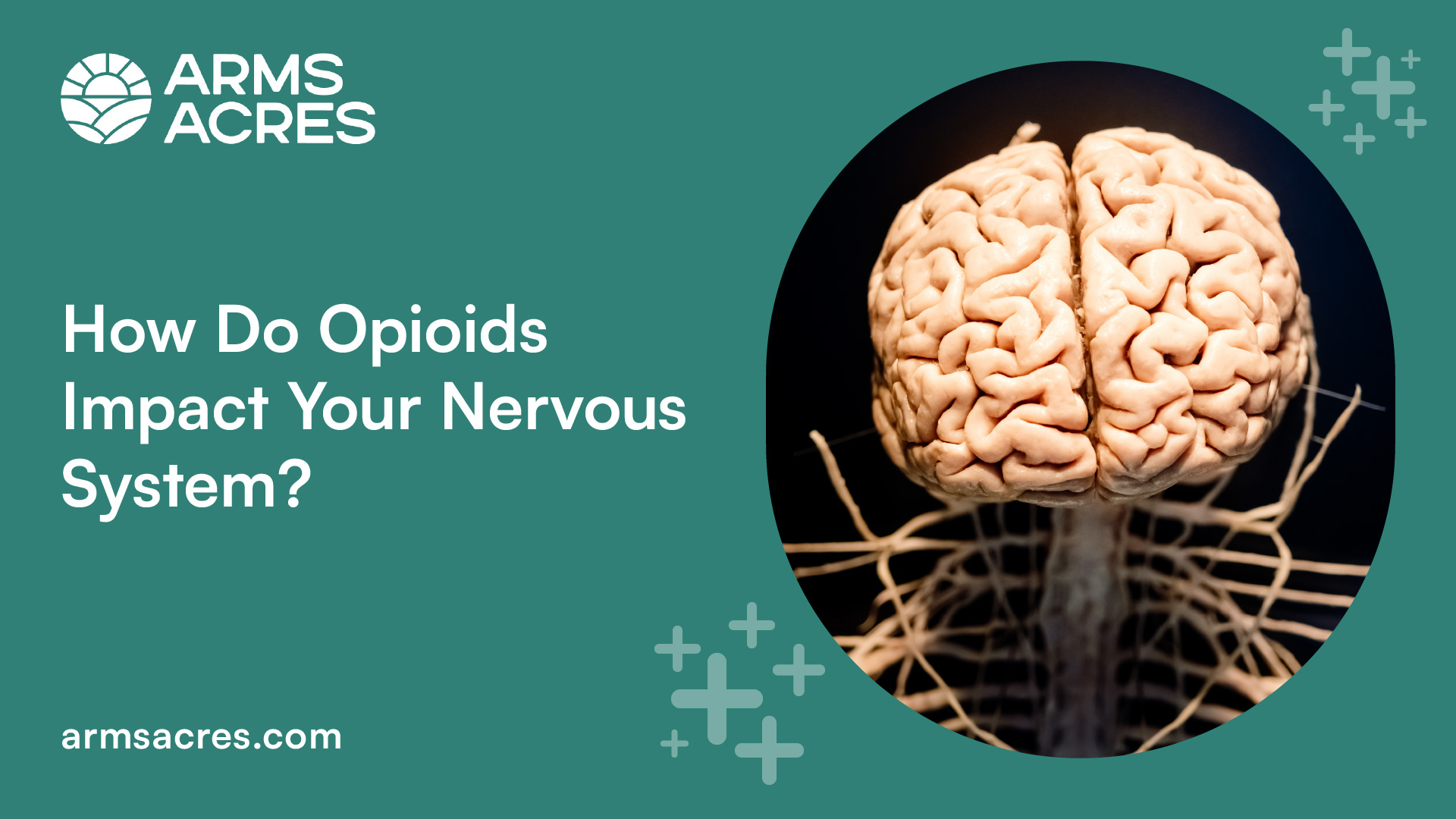 How Do Opioids Impact Your Nervous System?