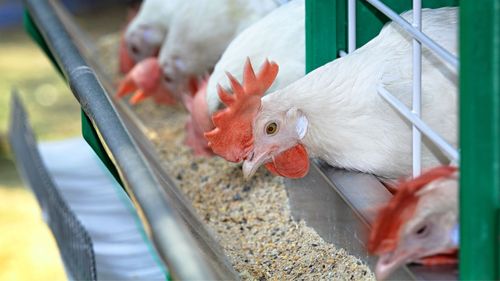 Protecting Your Flock: The Ultimate Guide to Poultry Farm Insurance