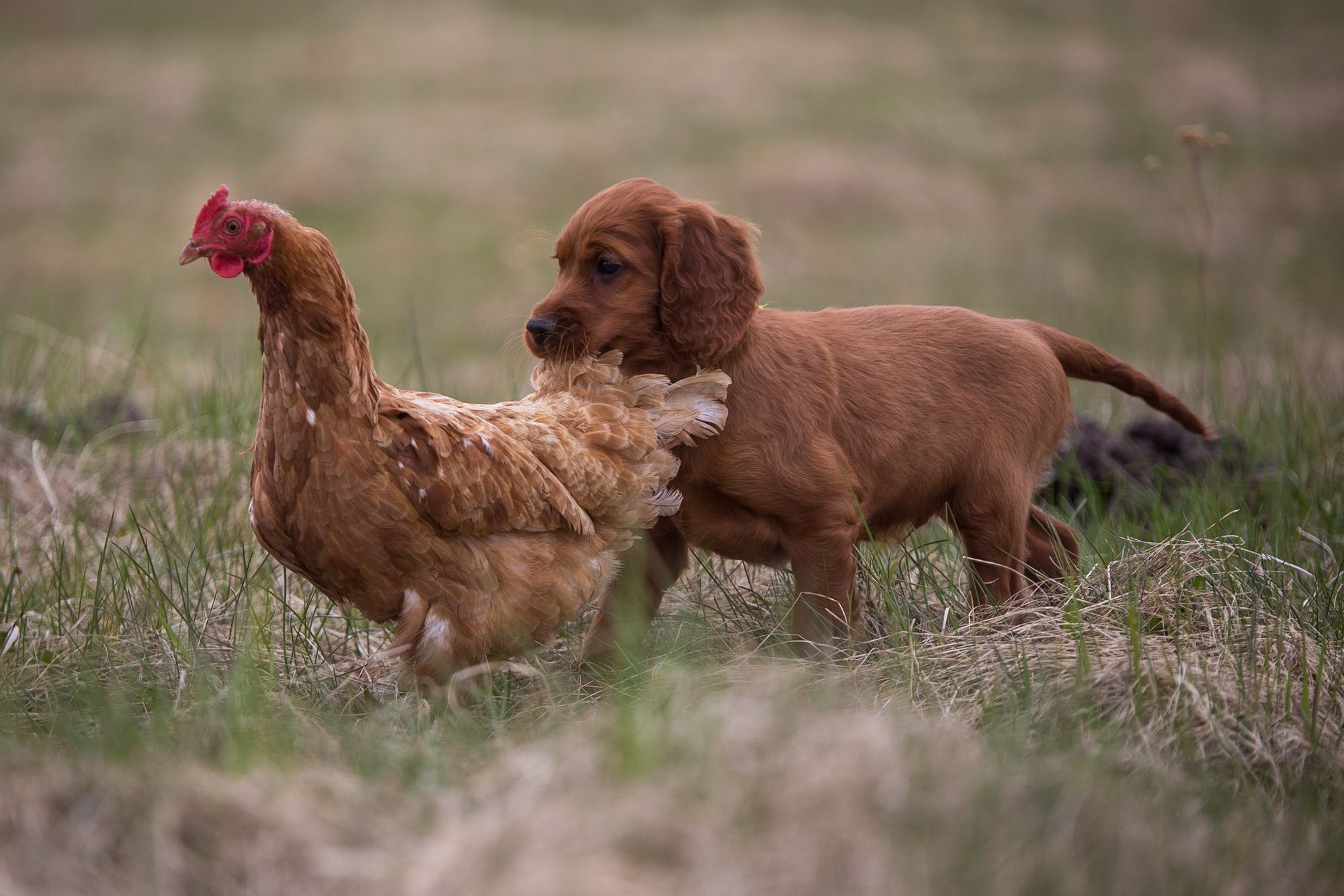 Keeping Dogs & Chickens | Fleet Farm