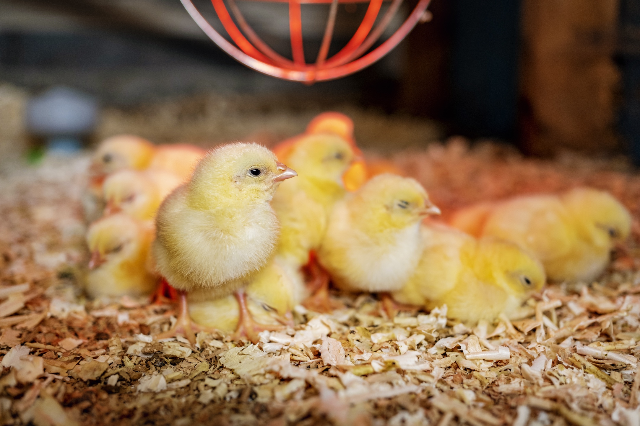 Bedding Basics for Chicks | Fleet Farm
