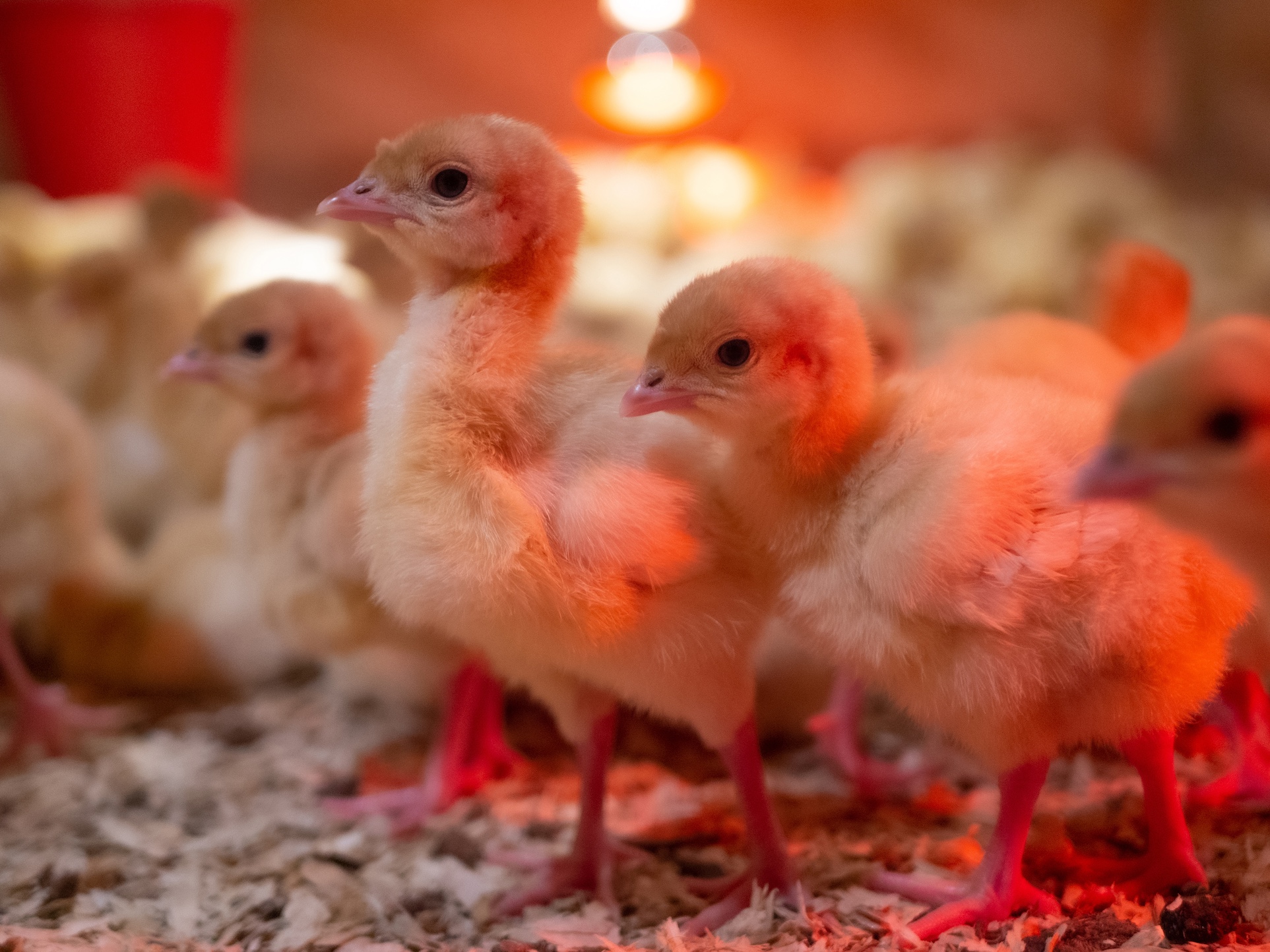 Chick Care Guide | Fleet Farm