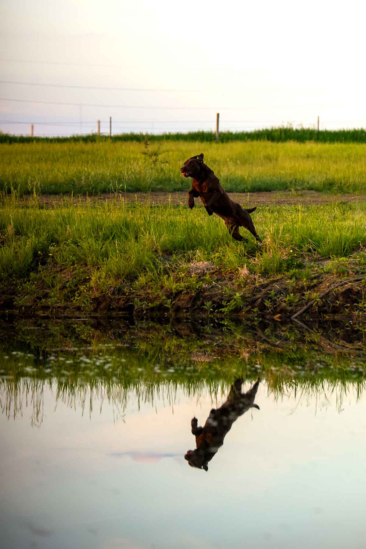 Training - Diamondback Kennels