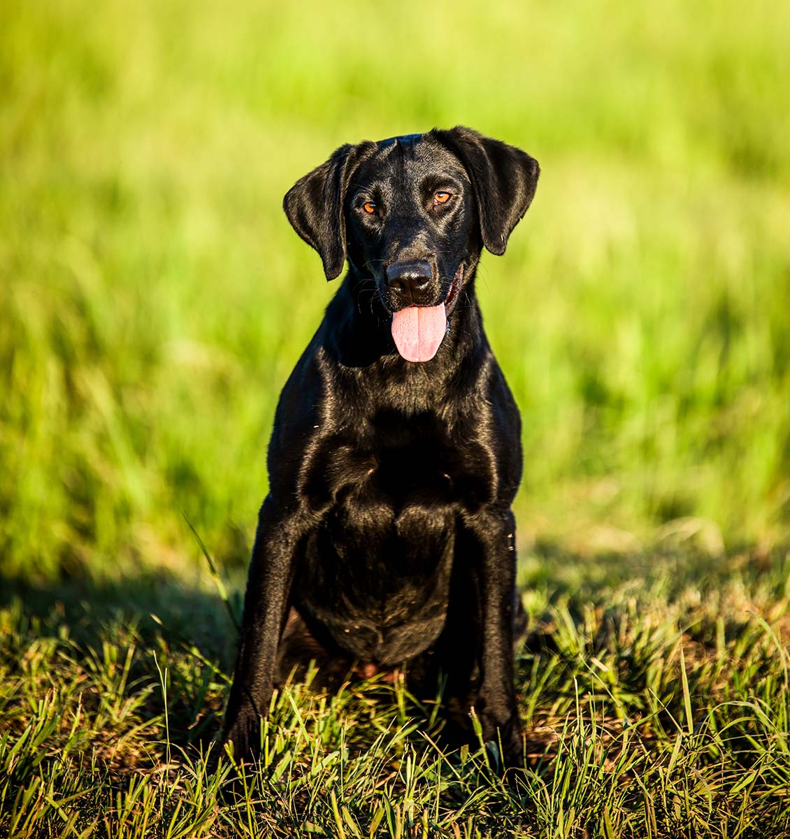 Diamondback Kennels - APLA, AKC & Gundog Training