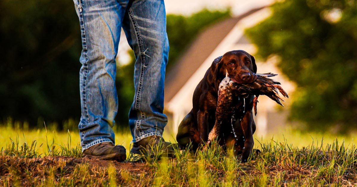 Training - Diamondback Kennels