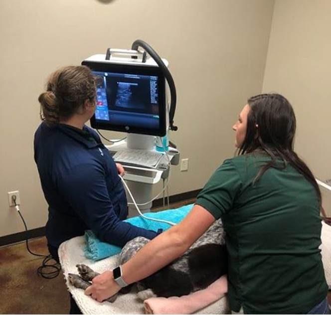 Pet Diagnostic Tests – What Every Pet Parent Should Know