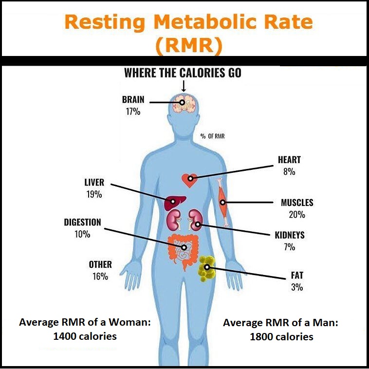 Gain Control Over Your Health: The Vital Role of Resting Metabolic Rate ...