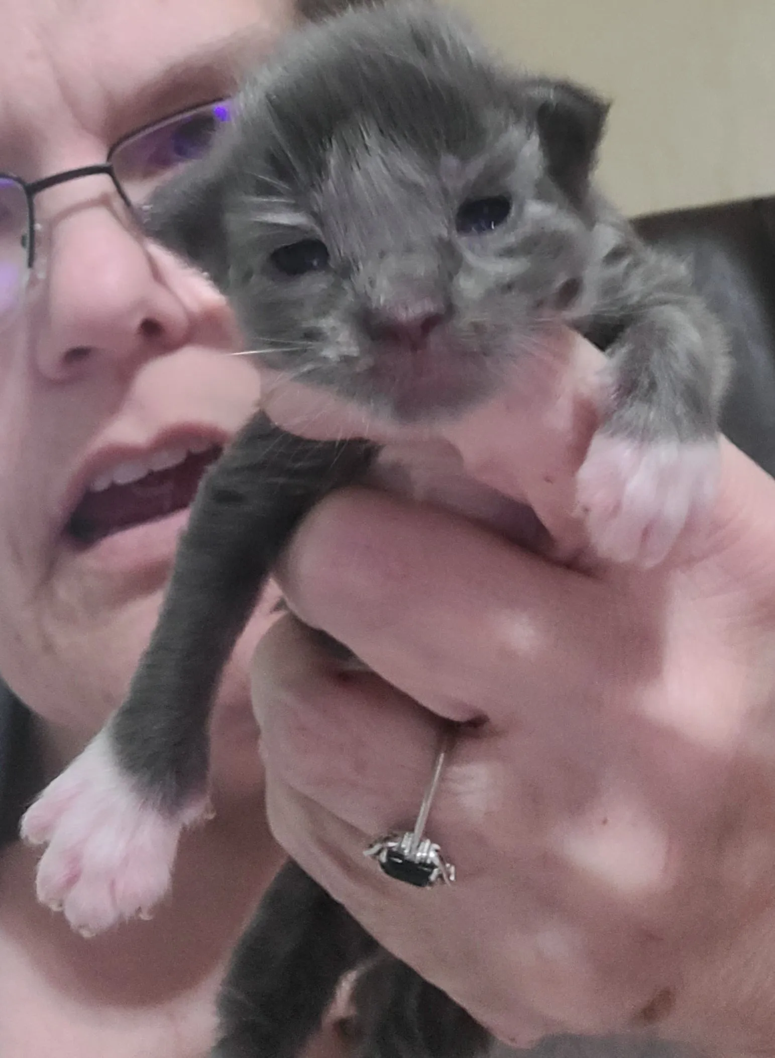 Our Available Kittens