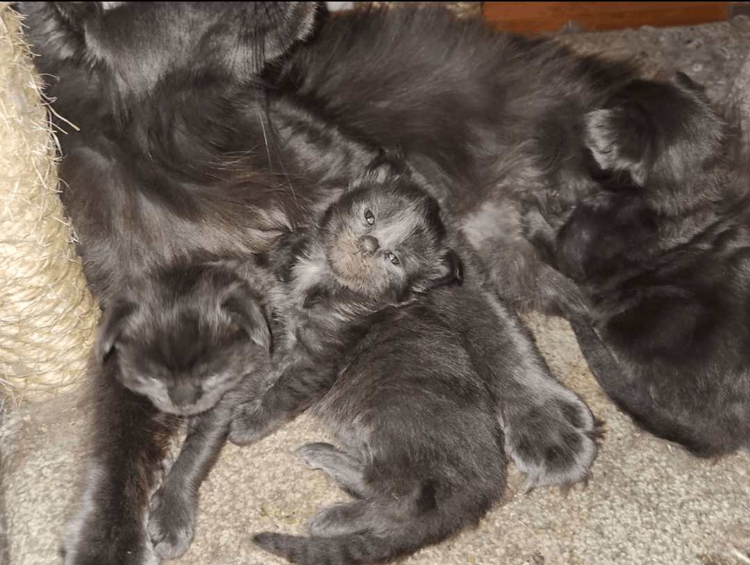 Our Available Kittens