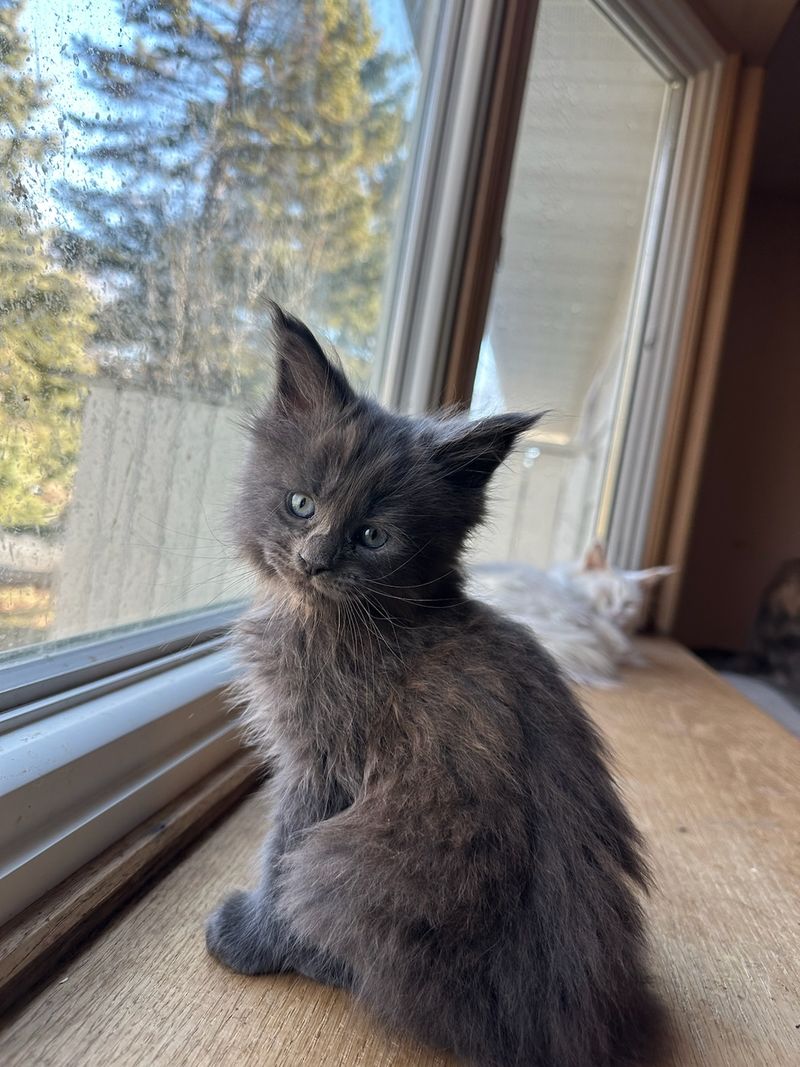 Our Available Kittens