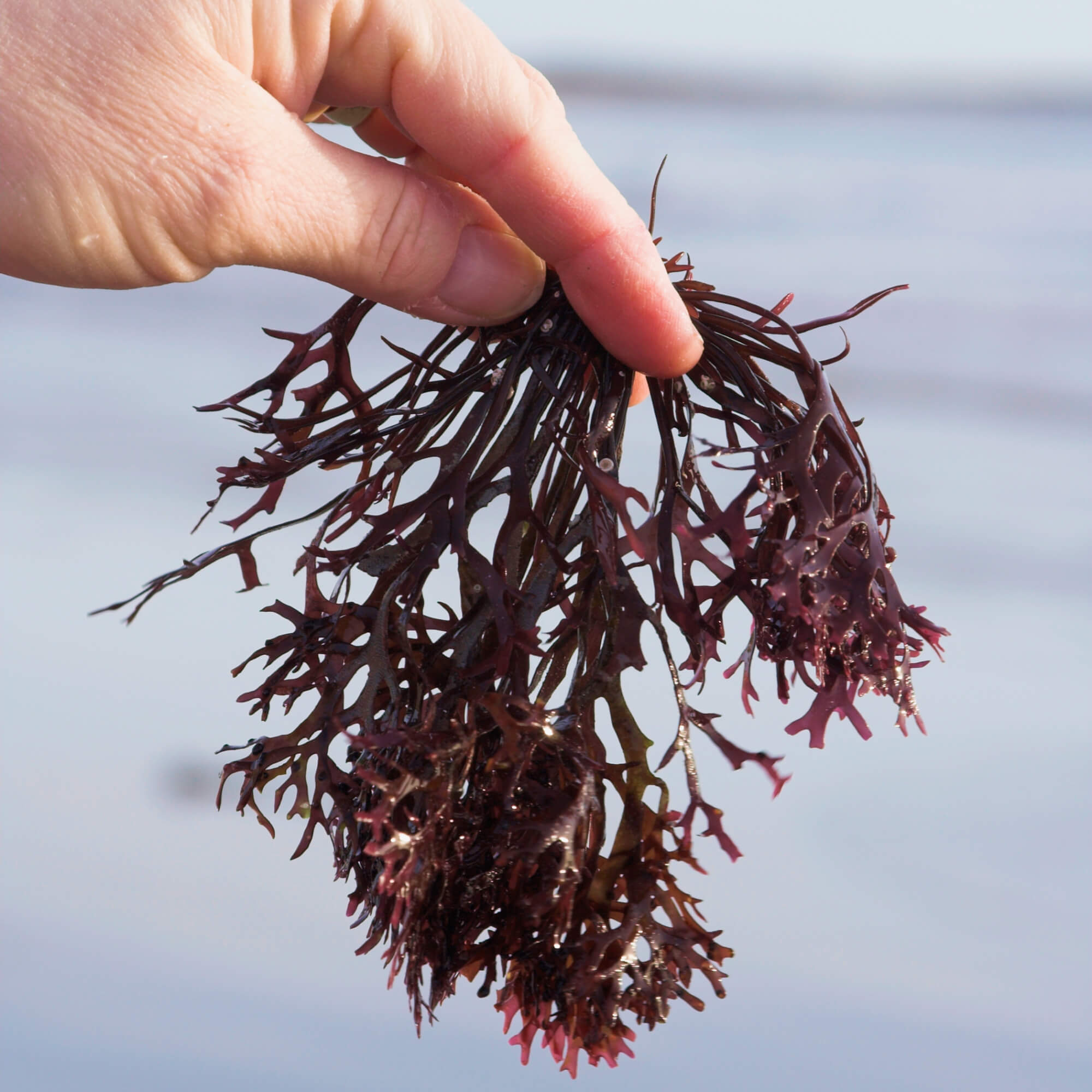 Marberg | Icelandic Premium Gin