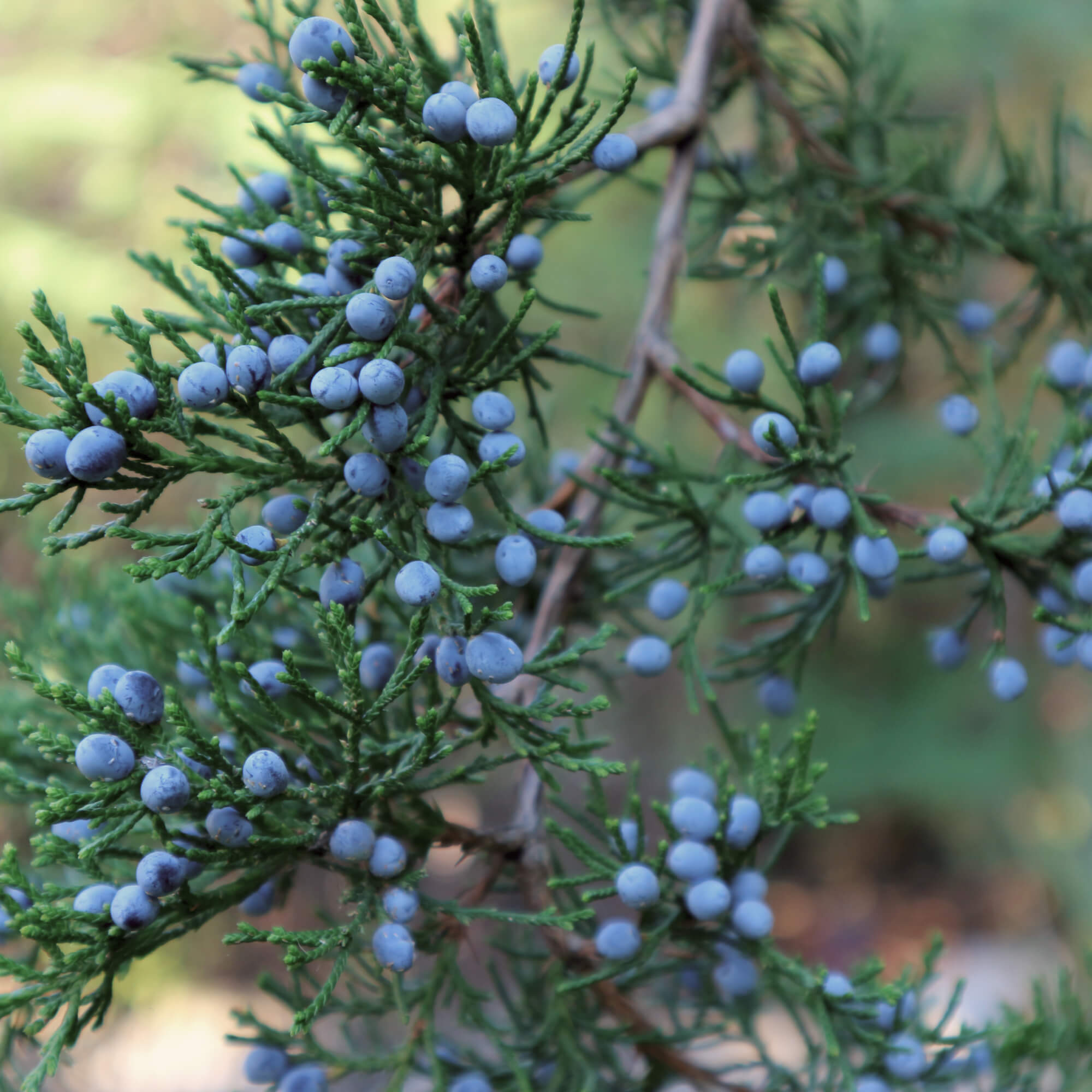 Marberg | Icelandic Premium Gin