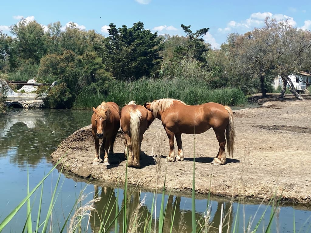 Urfée, Flore et Flamette : le trio Girl Power de l'Auberge - Les Bains ...