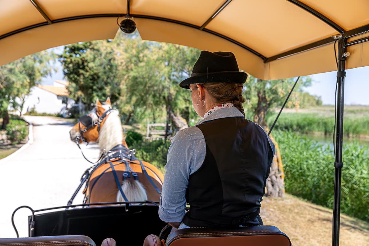 Une balade en calèche 4 étoiles, en Camargue, entre terre et mer - Les ...